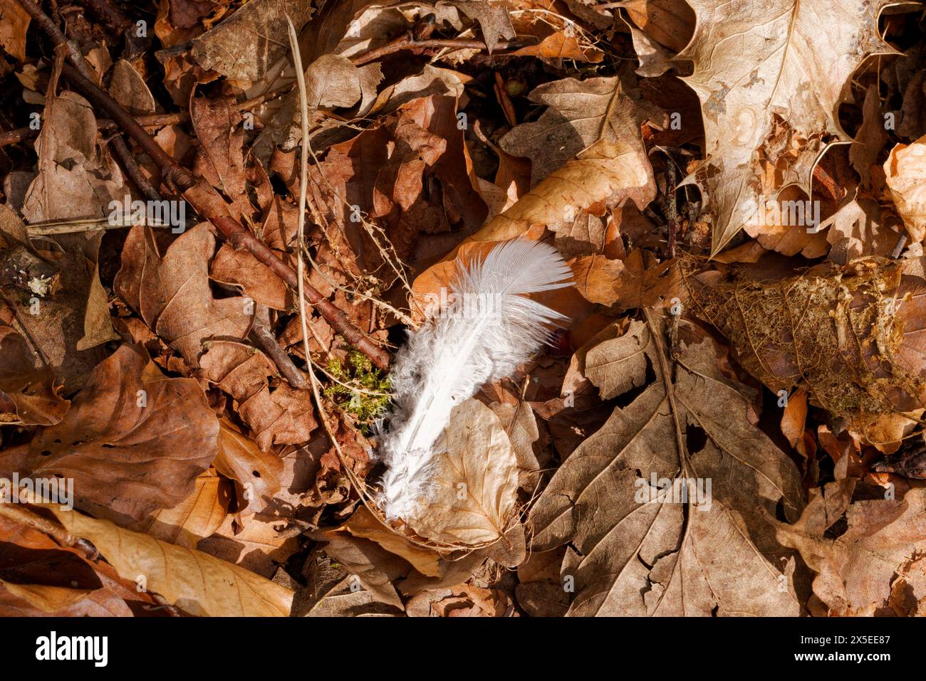 Bird feather resting on leaf litter on a woodland floor Stock Photo - Alamy