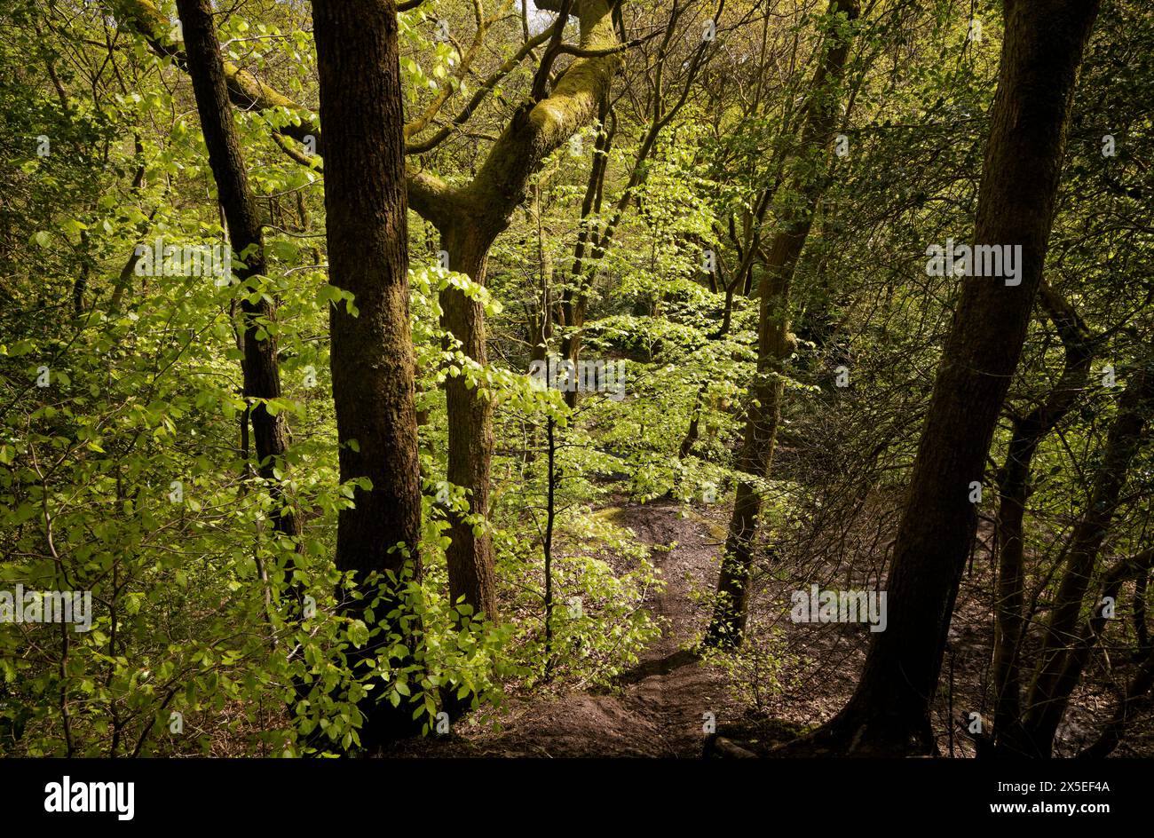 Spring time in Redisher Wood, Bury, Greater Manchester Stock Photo - Alamy