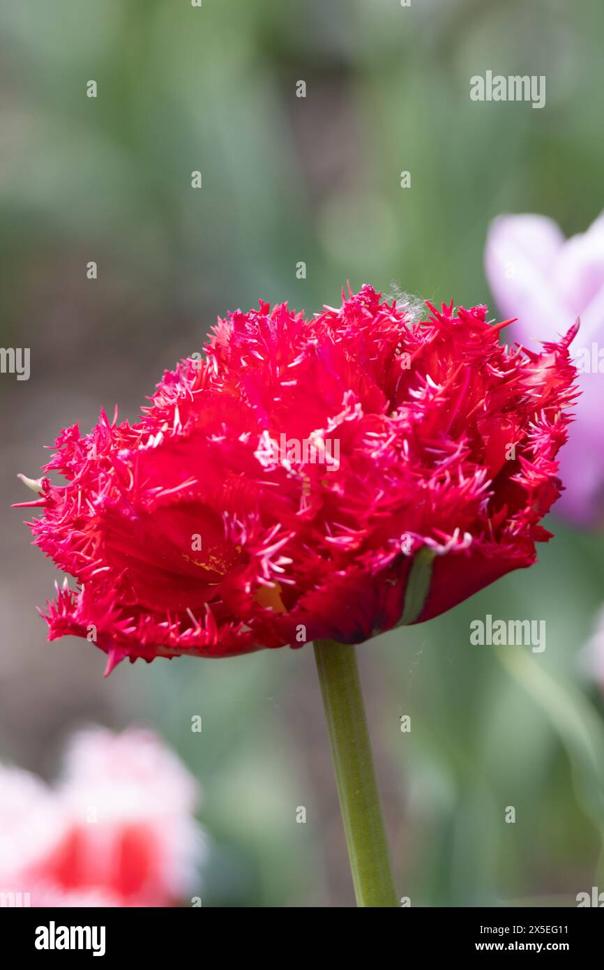 Qatar flower hi-res stock photography and images - Alamy