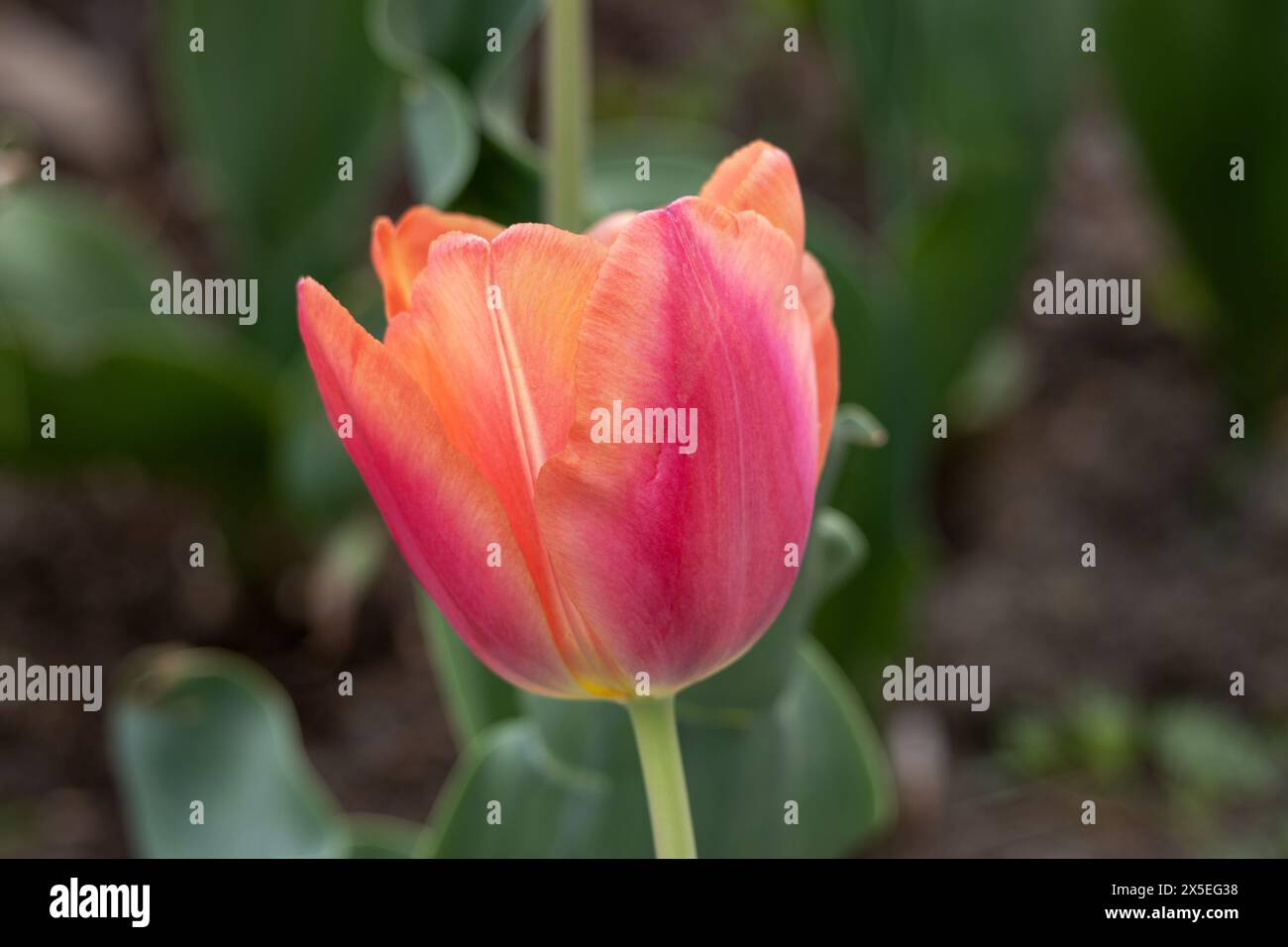 Flower. Tulip Pink Diamond flower bulbs Stock Photo - Alamy