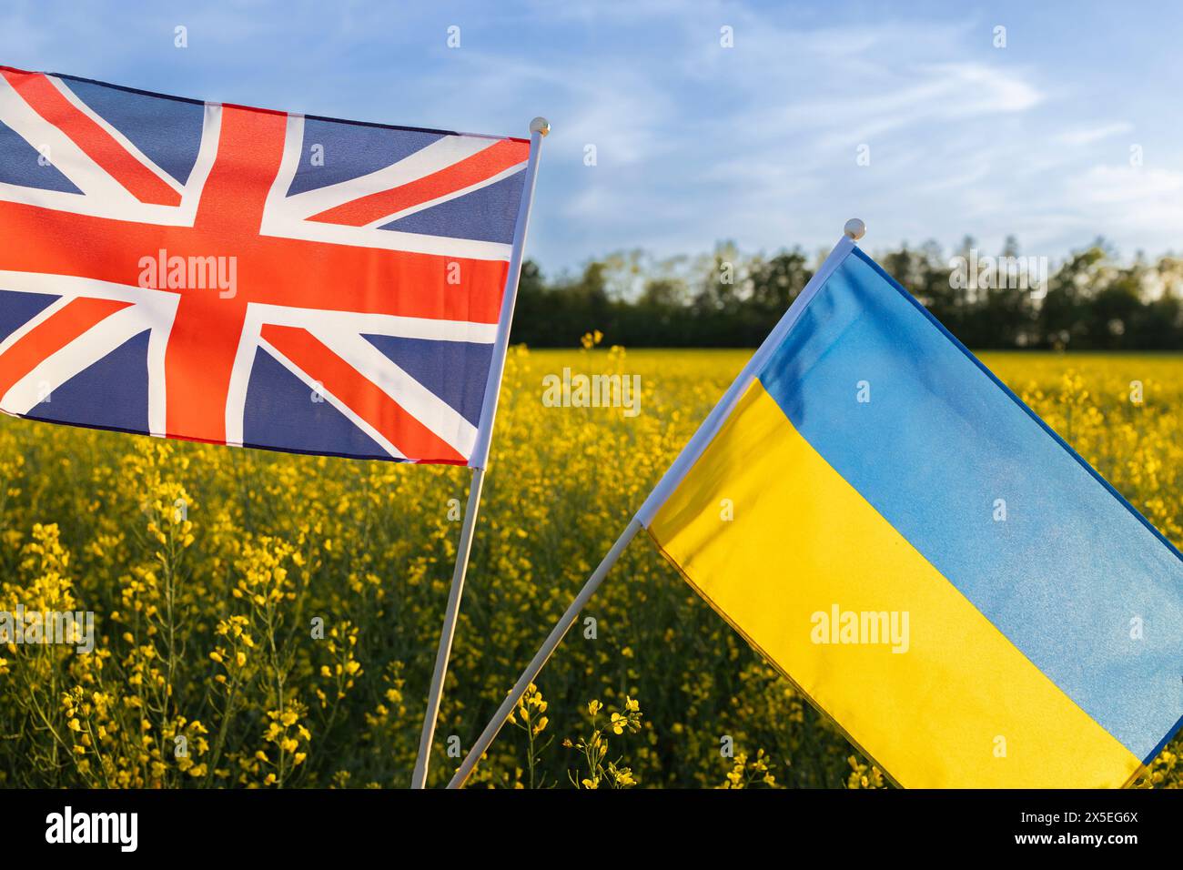 flags of Ukraine and Great Britain against the background of a blooming ...