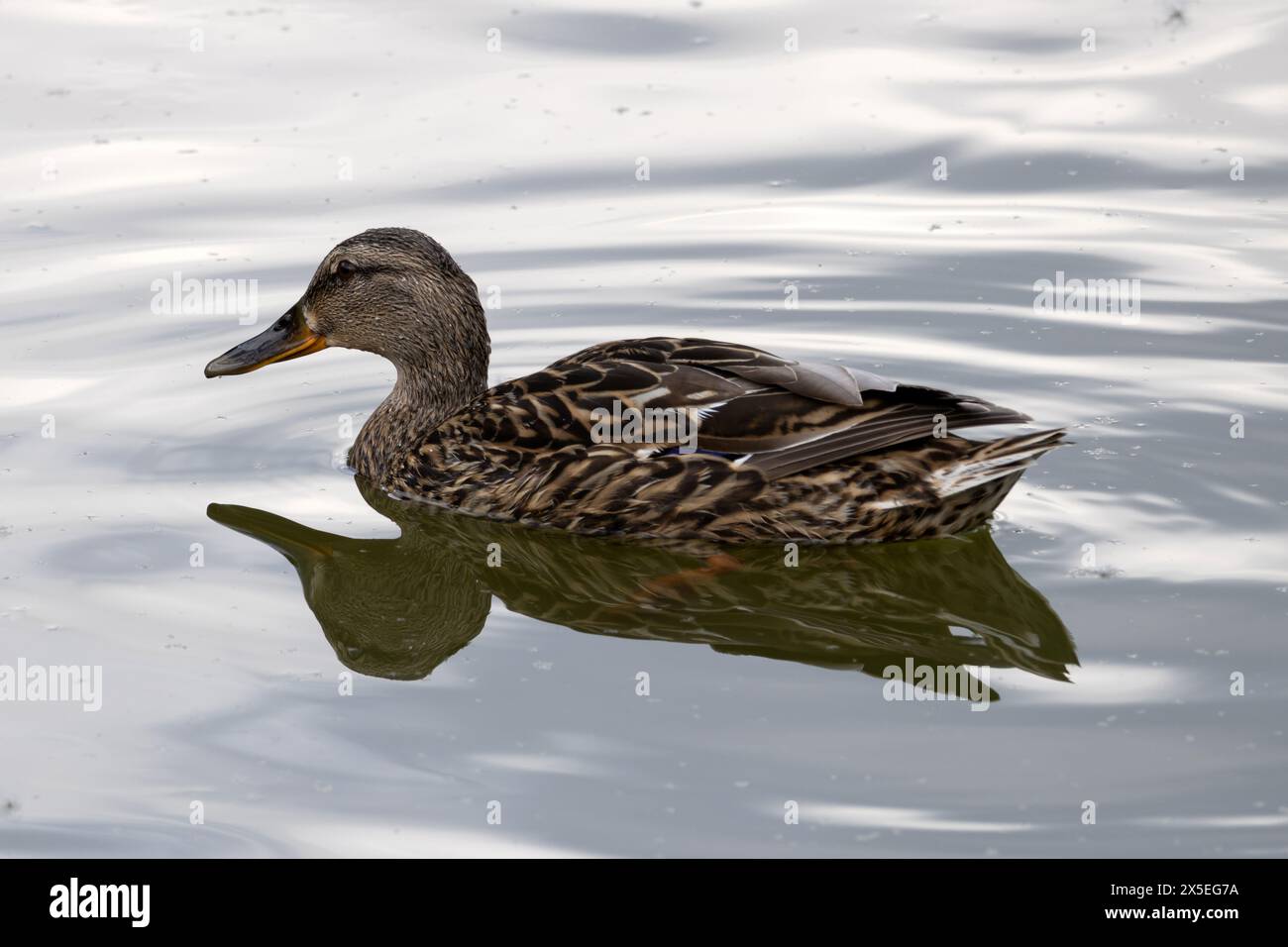 The mallard. Wild duck. Female Stock Photo - Alamy