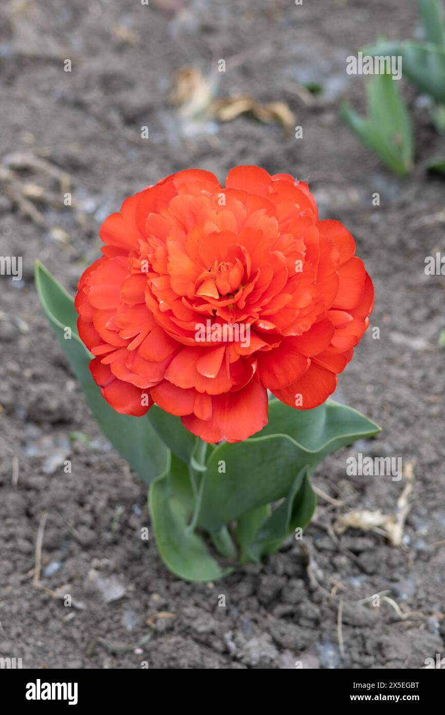 Flower. Tulip Miranda flower bulbs Stock Photo - Alamy