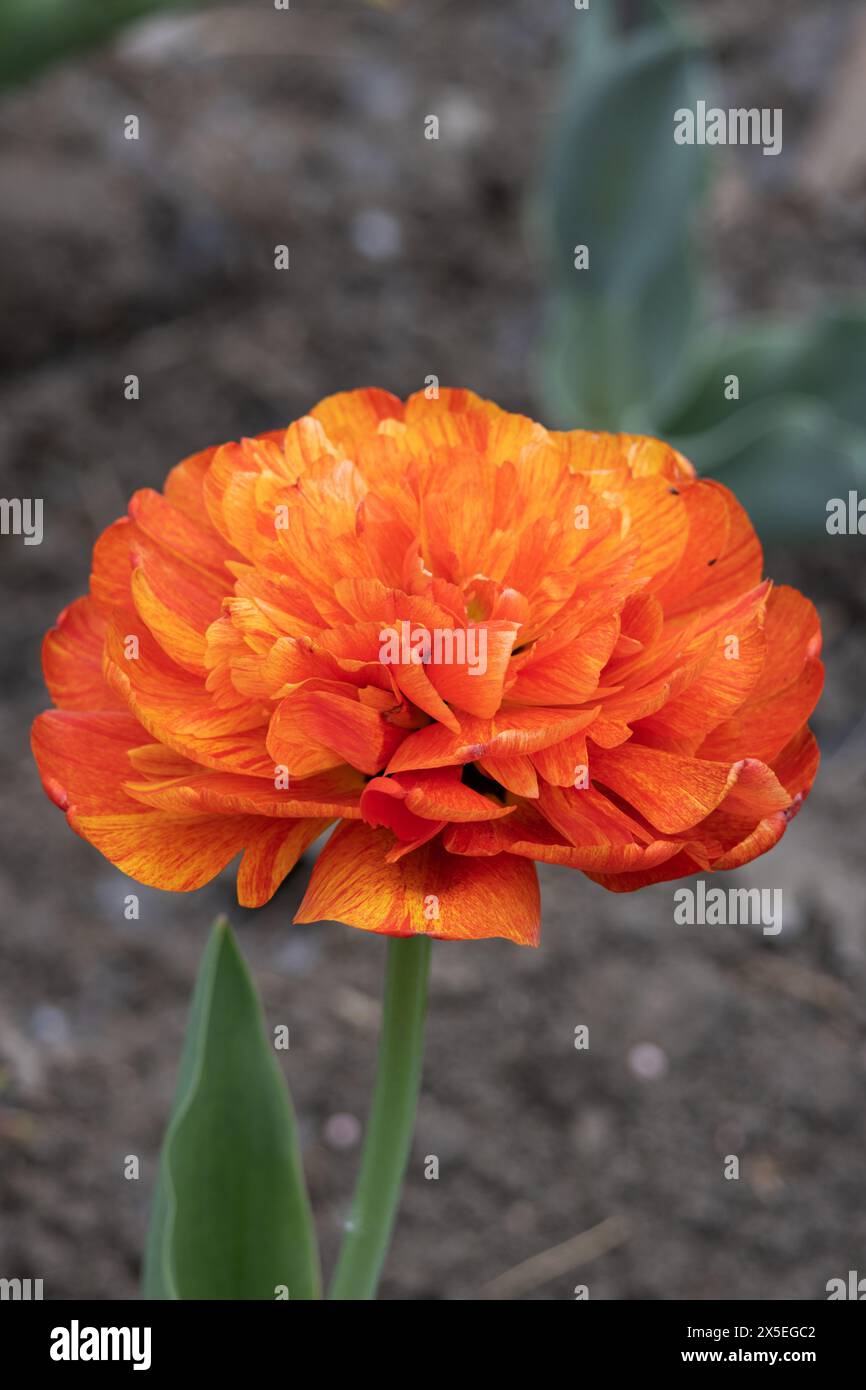 Flower. Tulip Miranda flower bulbs Stock Photo - Alamy