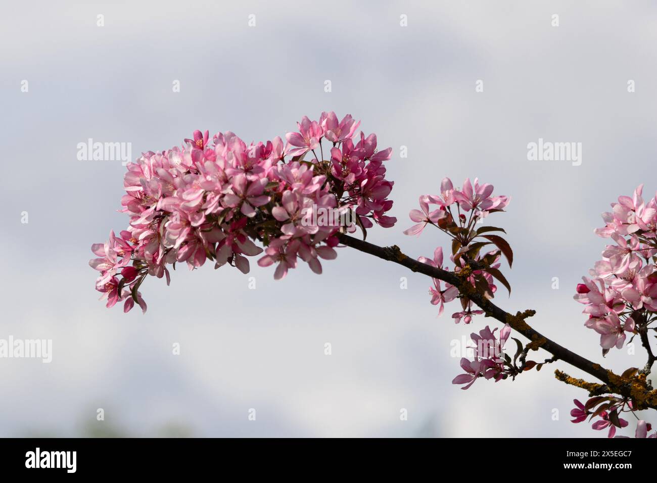 A tree with flowers. Crabapple. Malus "Adams Stock Photo - Alamy