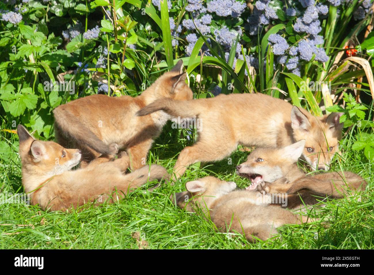 UK Weather, 8 May 2024, London: A litter of fox cubs play fight in the ...