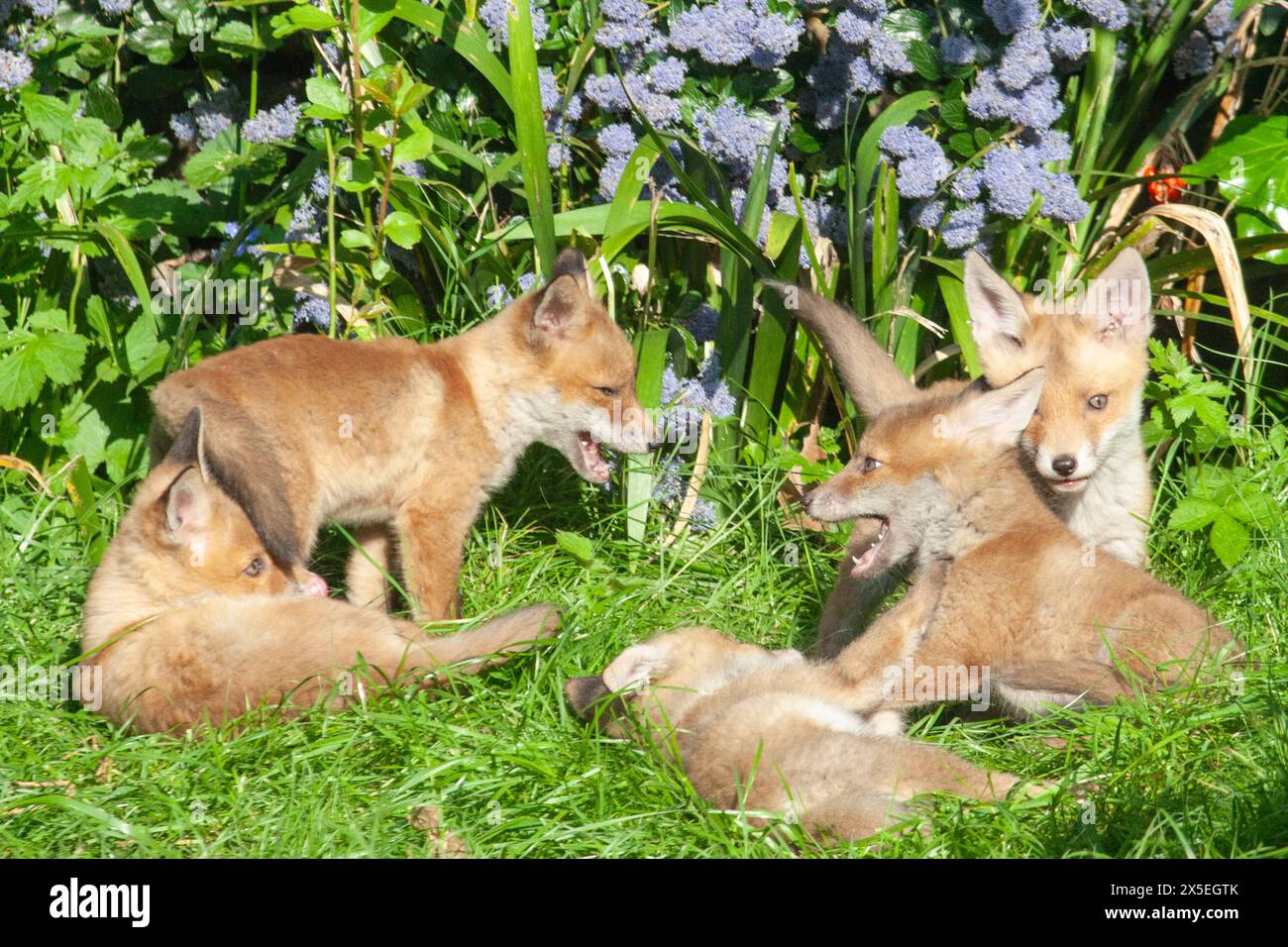 Playing fox cubs hi-res stock photography and images - Alamy