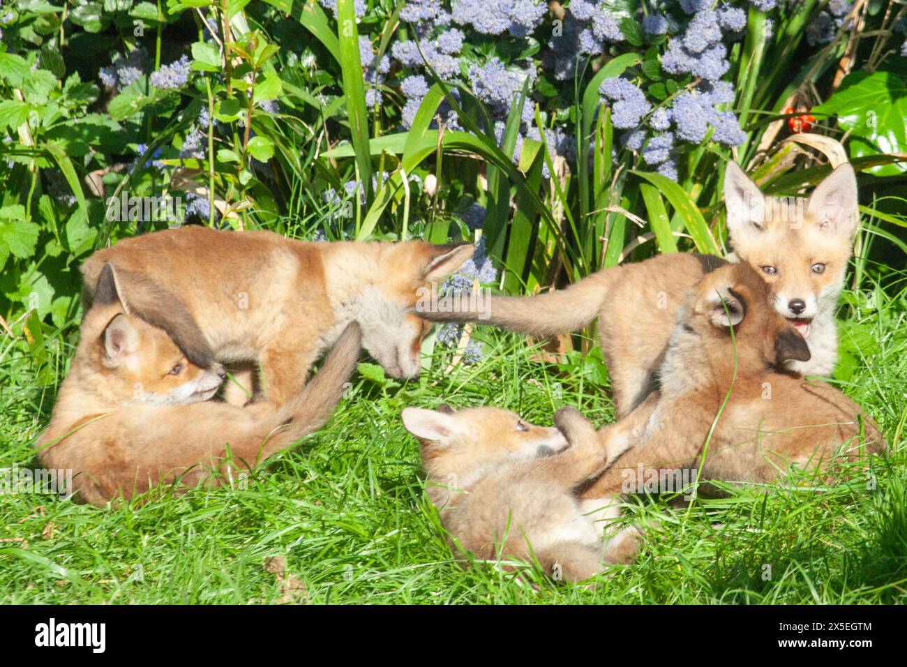 UK Weather, 8 May 2024, London: A litter of fox cubs play fight in the ...