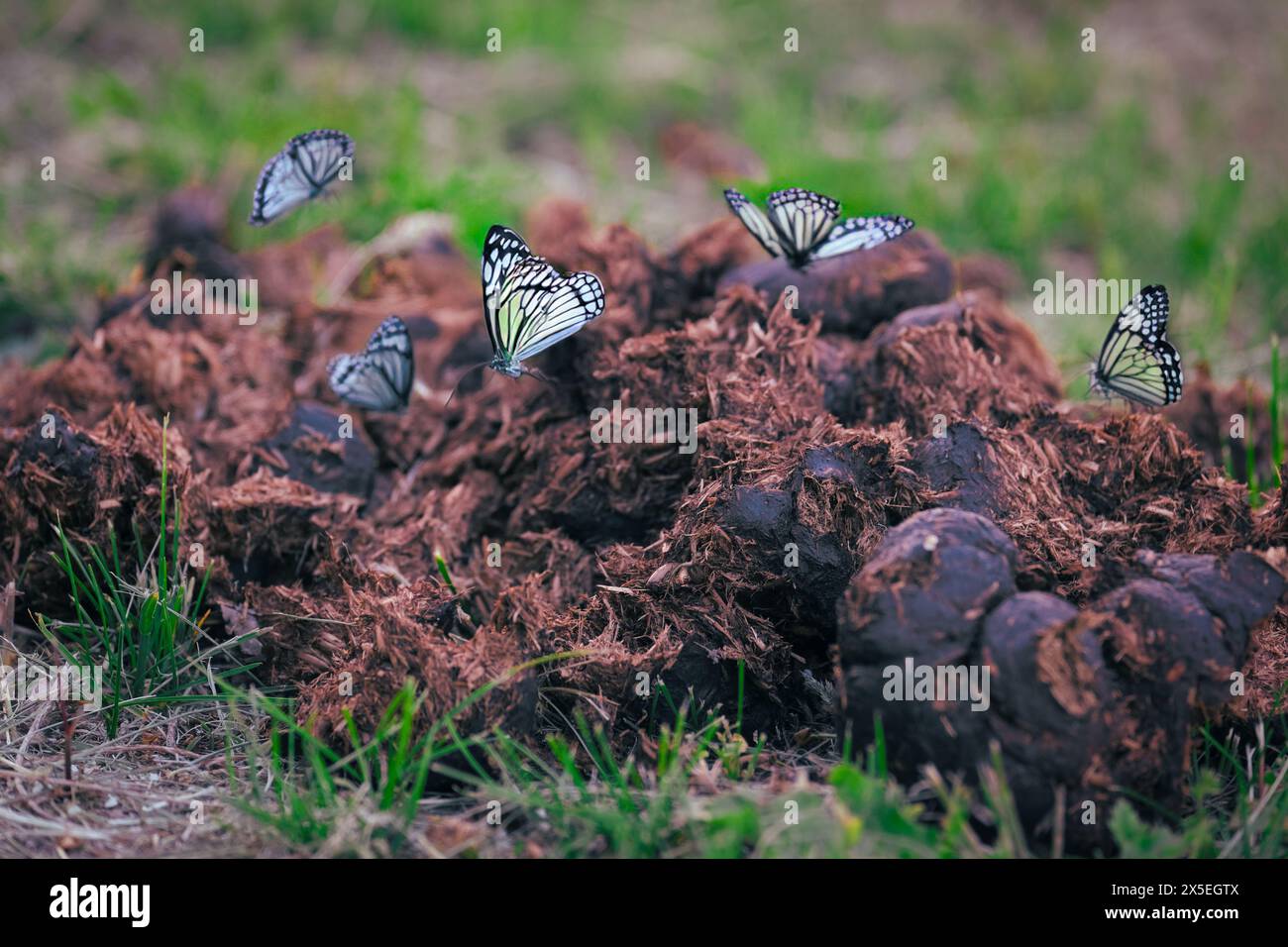 Beautiful light butterflies circling over a large pile of horse manure ...