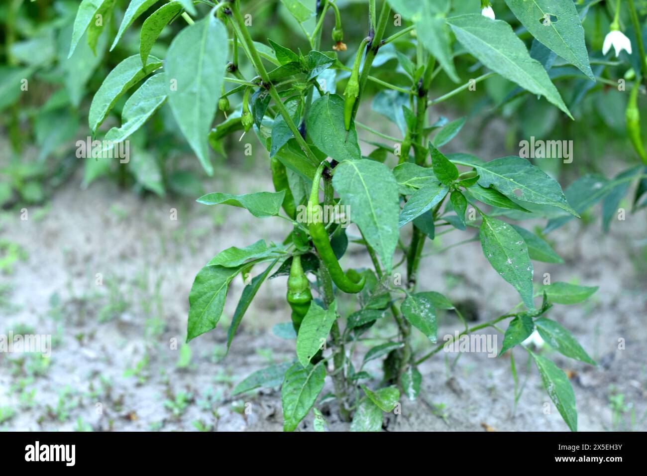 Top view of a pepper bush with hot chili pepper pods growing on its ...