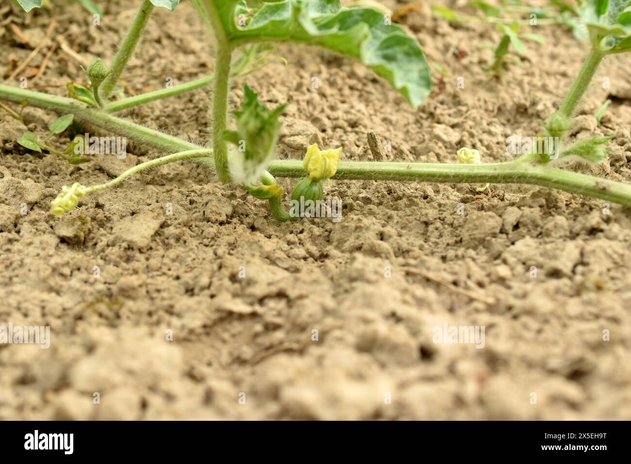 Watermelon vine hi-res stock photography and images - Alamy