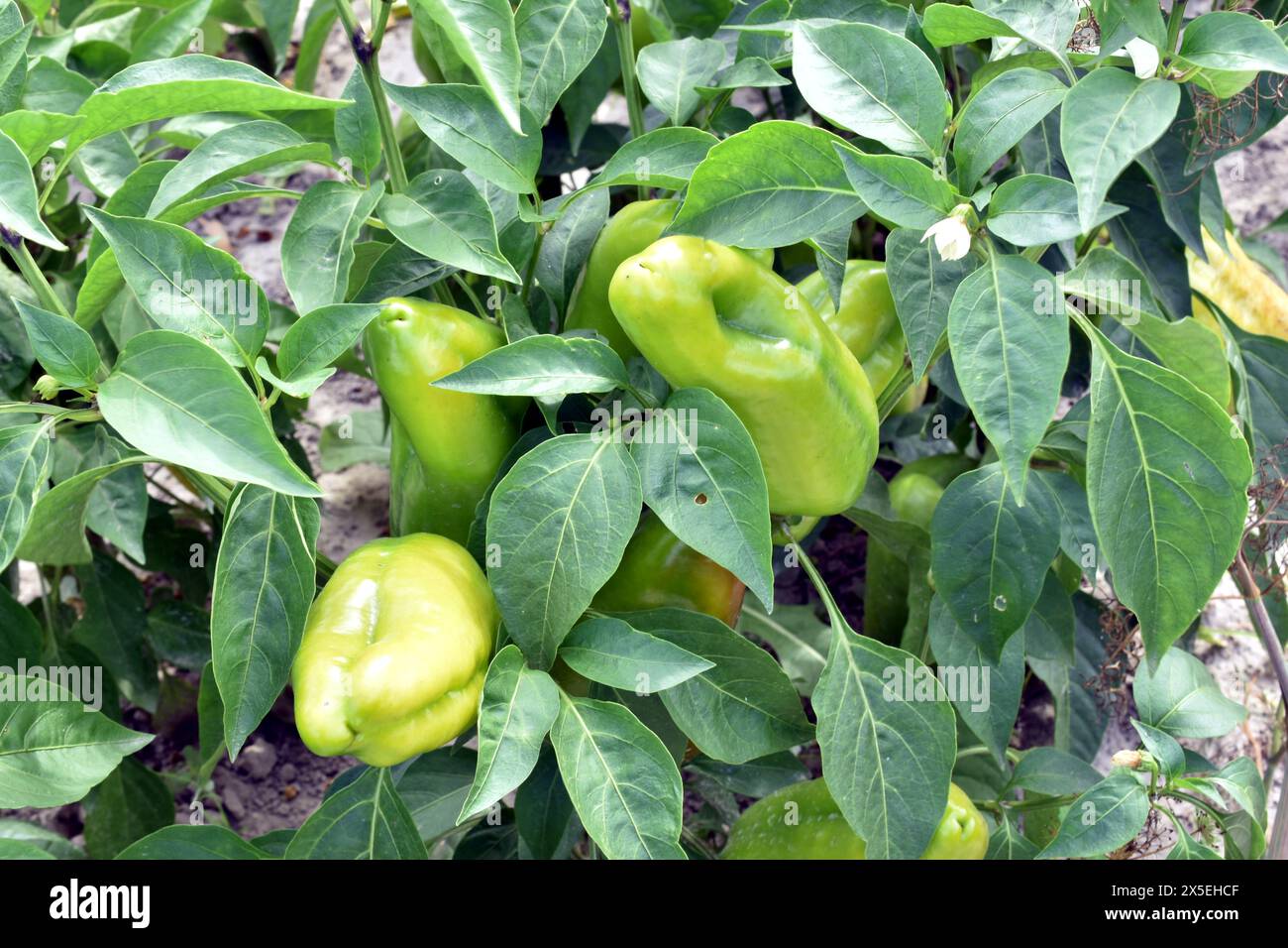 Close-up of a sweet bell pepper bush on the branches of which bell ...