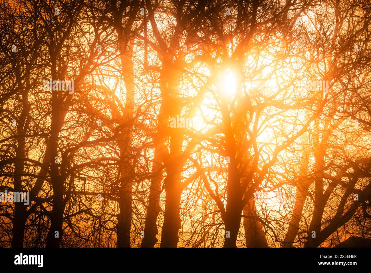 The Suns Rays Penetrate Through The Dense Canopy Of Trees Creating A