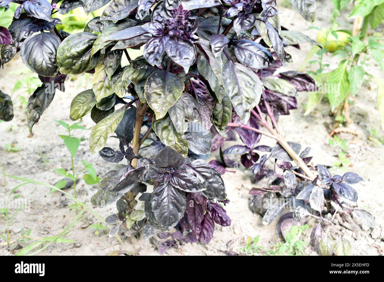 Purple leaves of a basil bush, an aromatic spice, growing in a ...