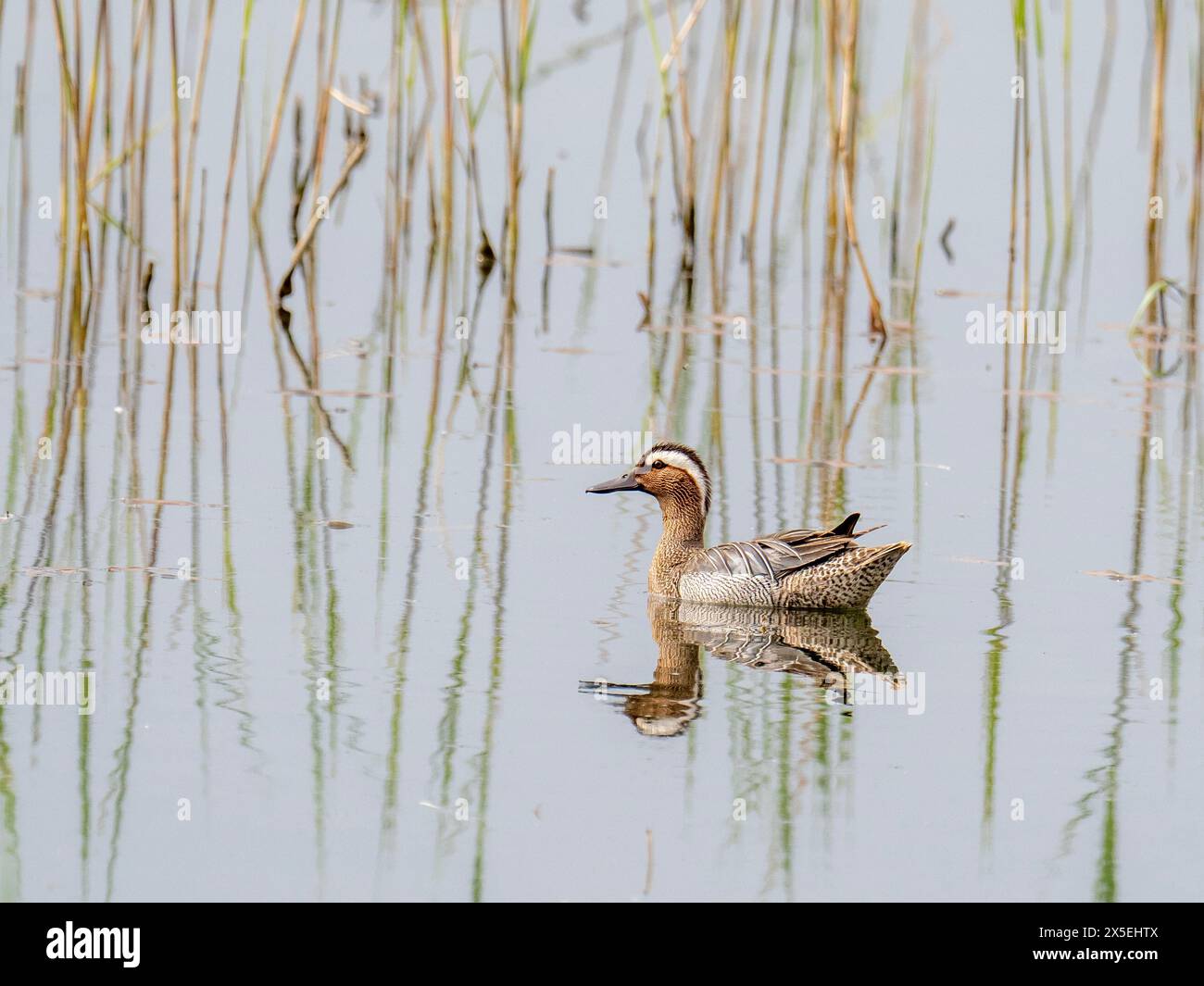 A drake Garganey, Spatula querquedula on Brigsteer wtlands, Lyth Valley ...