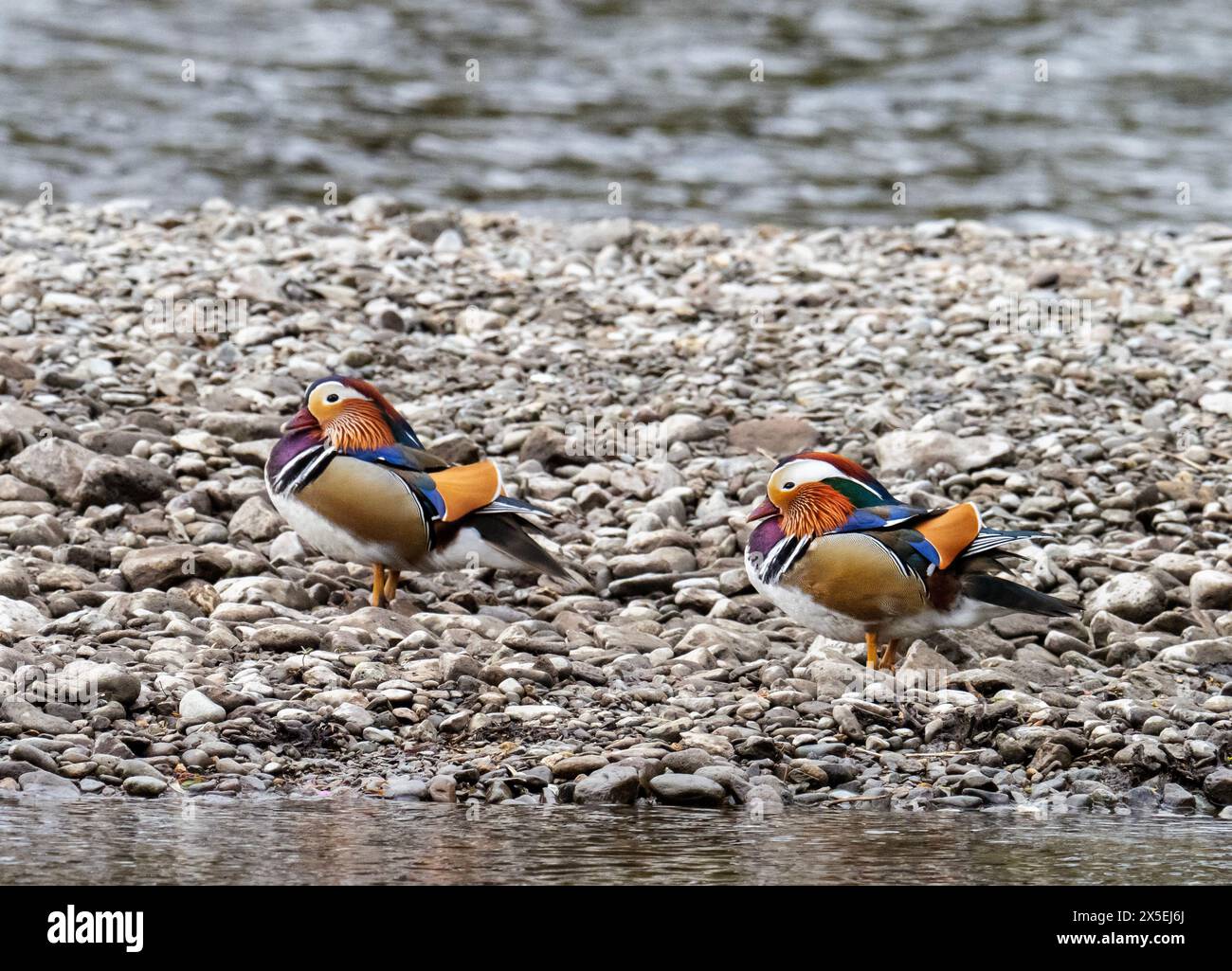 Mandarain hi-res stock photography and images - Alamy