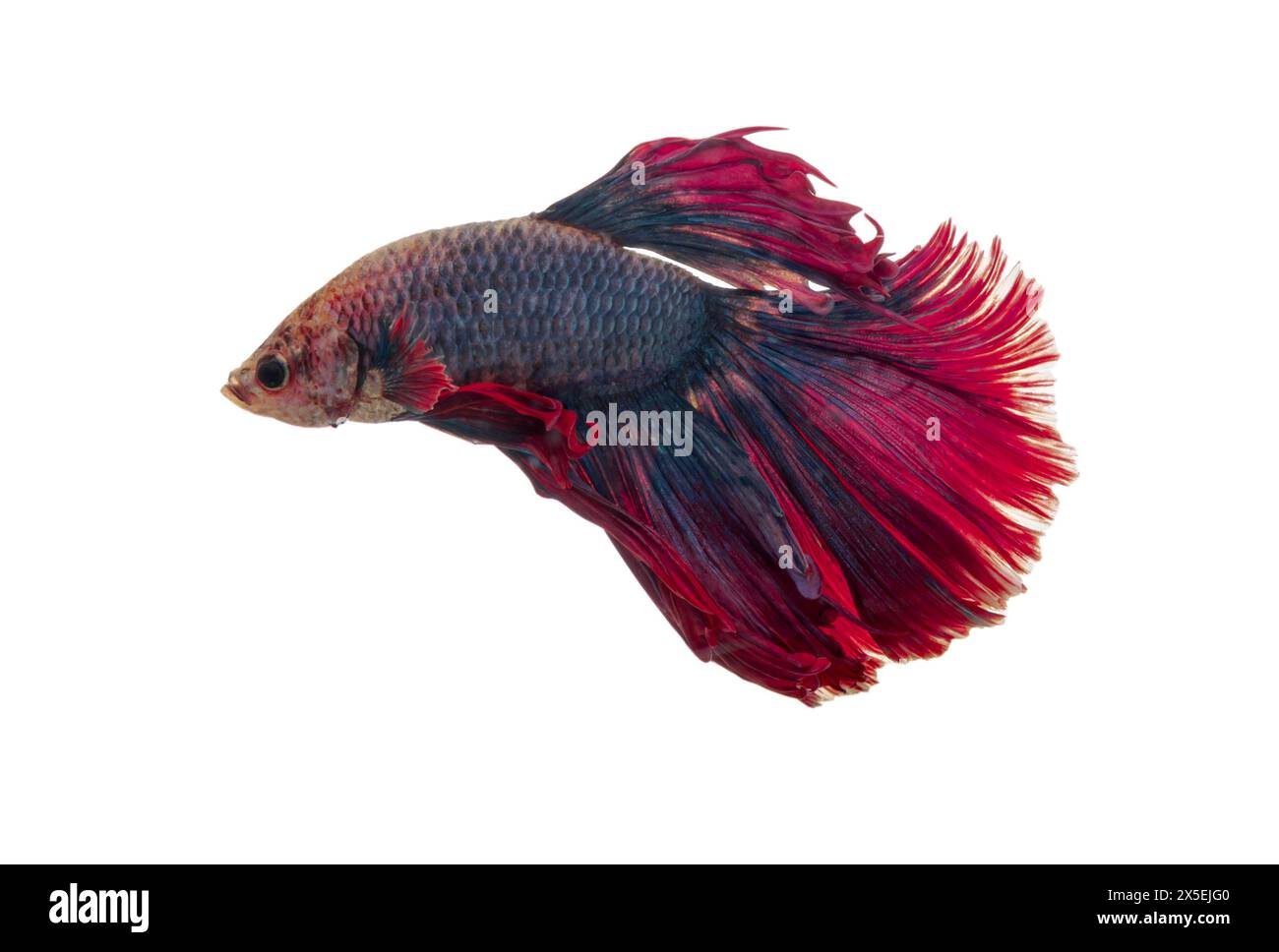 Detail of Red betta fish or Siamese fighting fish isolated on white ...