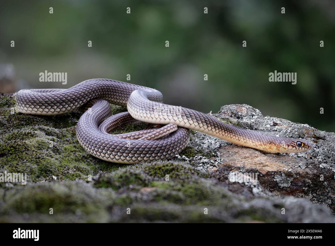 Lizaeds hi-res stock photography and images - Alamy