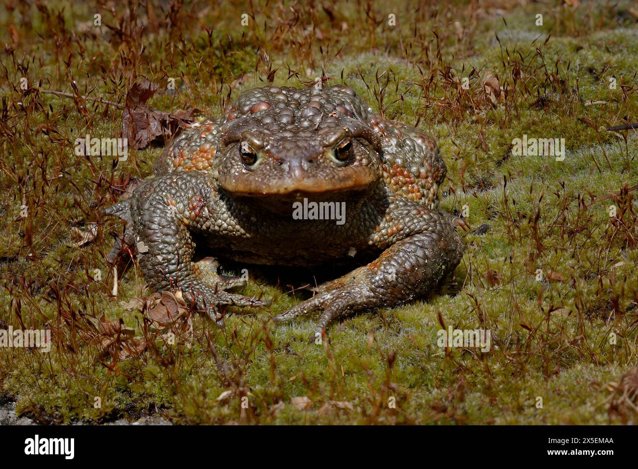 Terrestrial toad hi-res stock photography and images - Alamy