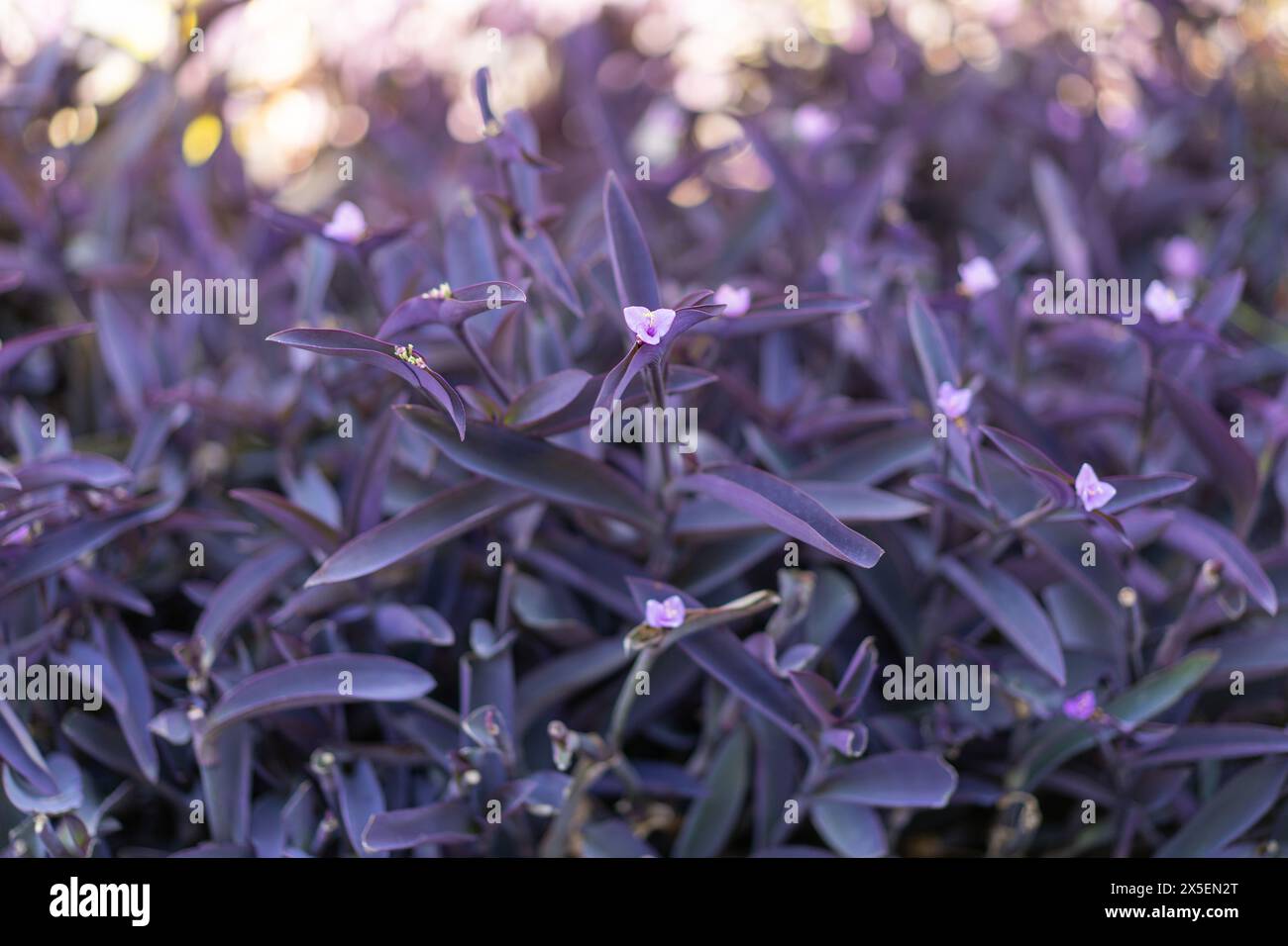 Tradescantia purple heart hi-res stock photography and images - Alamy