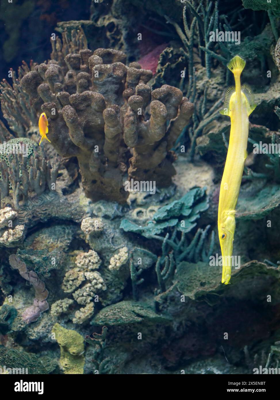 Beautiful tropical yellow trumpet fish Stock Photo - Alamy