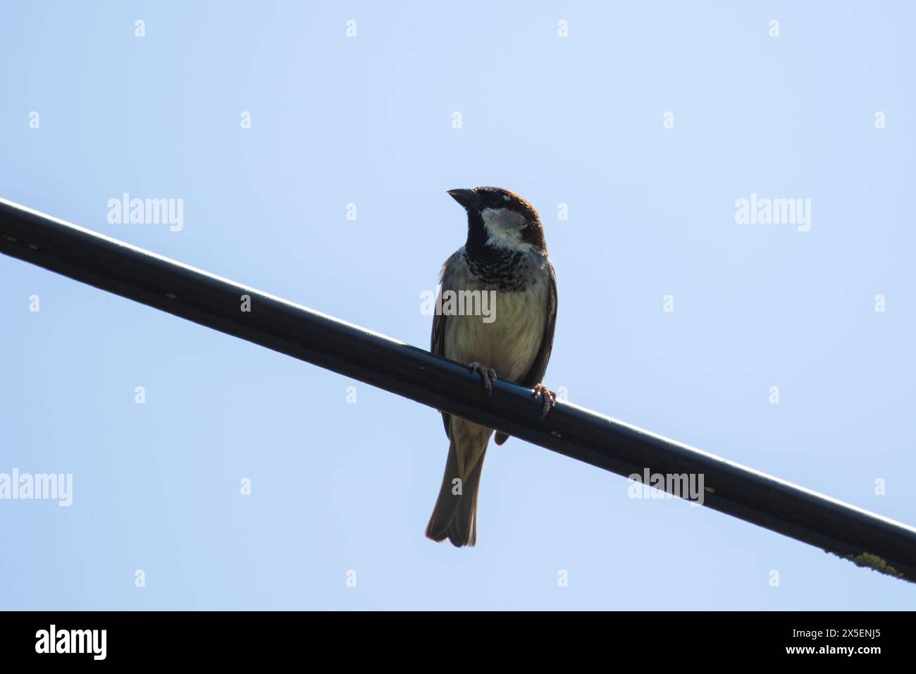A closeup portrait of a house sparrow or passer domesticus sitting on a high voltage electrical ...