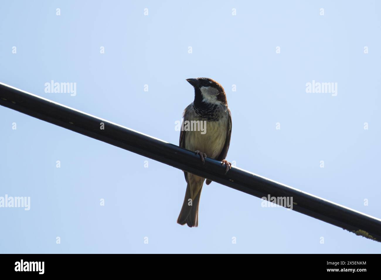 Sparrow perched on power line hi-res stock photography and images - Alamy