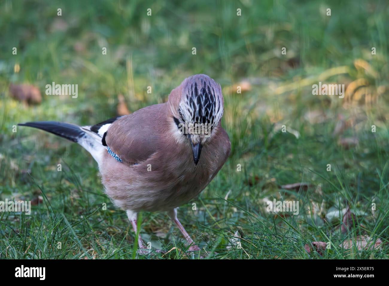 A frontal closeup portrait of a Eurasian jay or garrulus glandarius ...