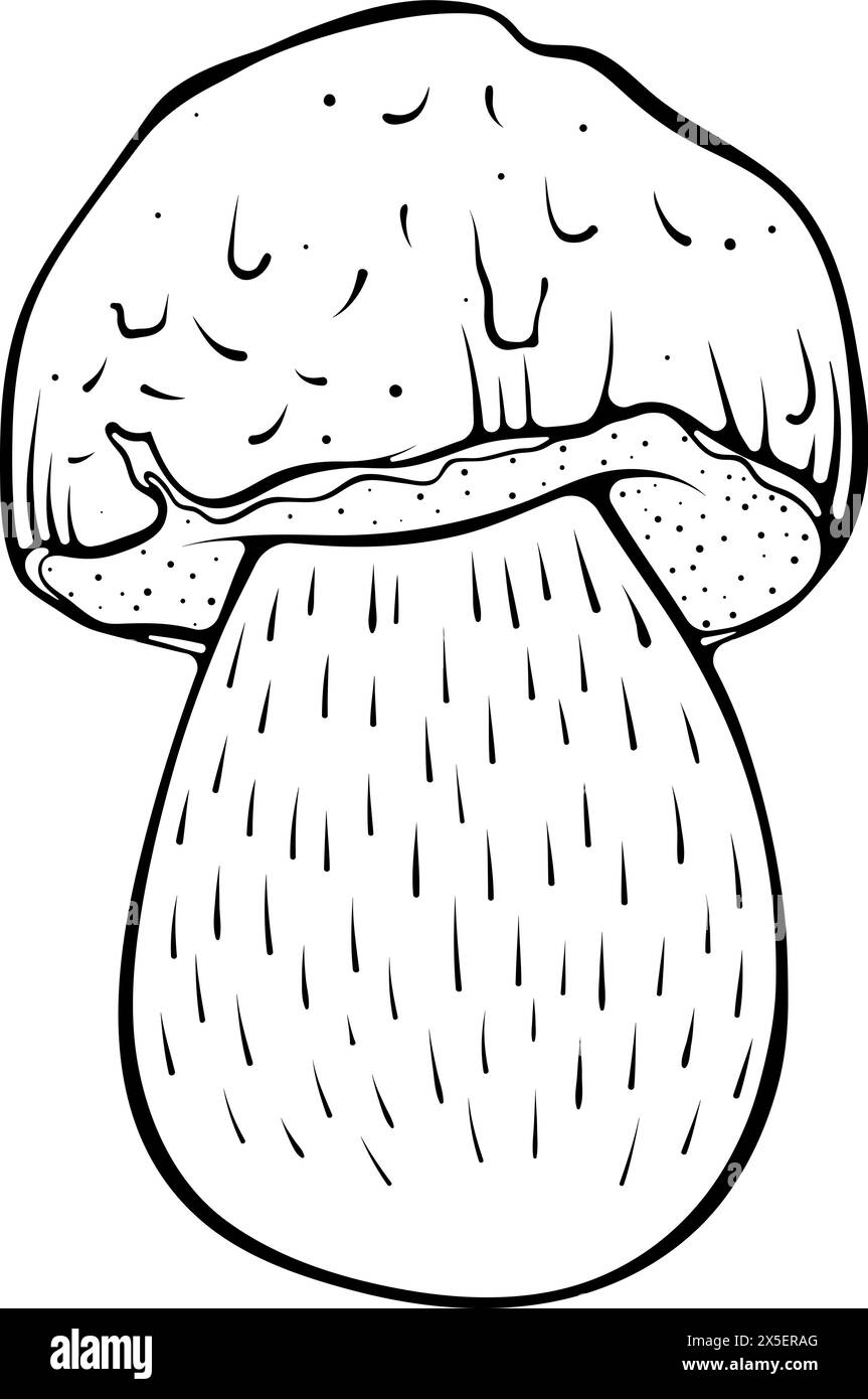 Mushroom wild fungi porcini Stock Vector Images - Alamy