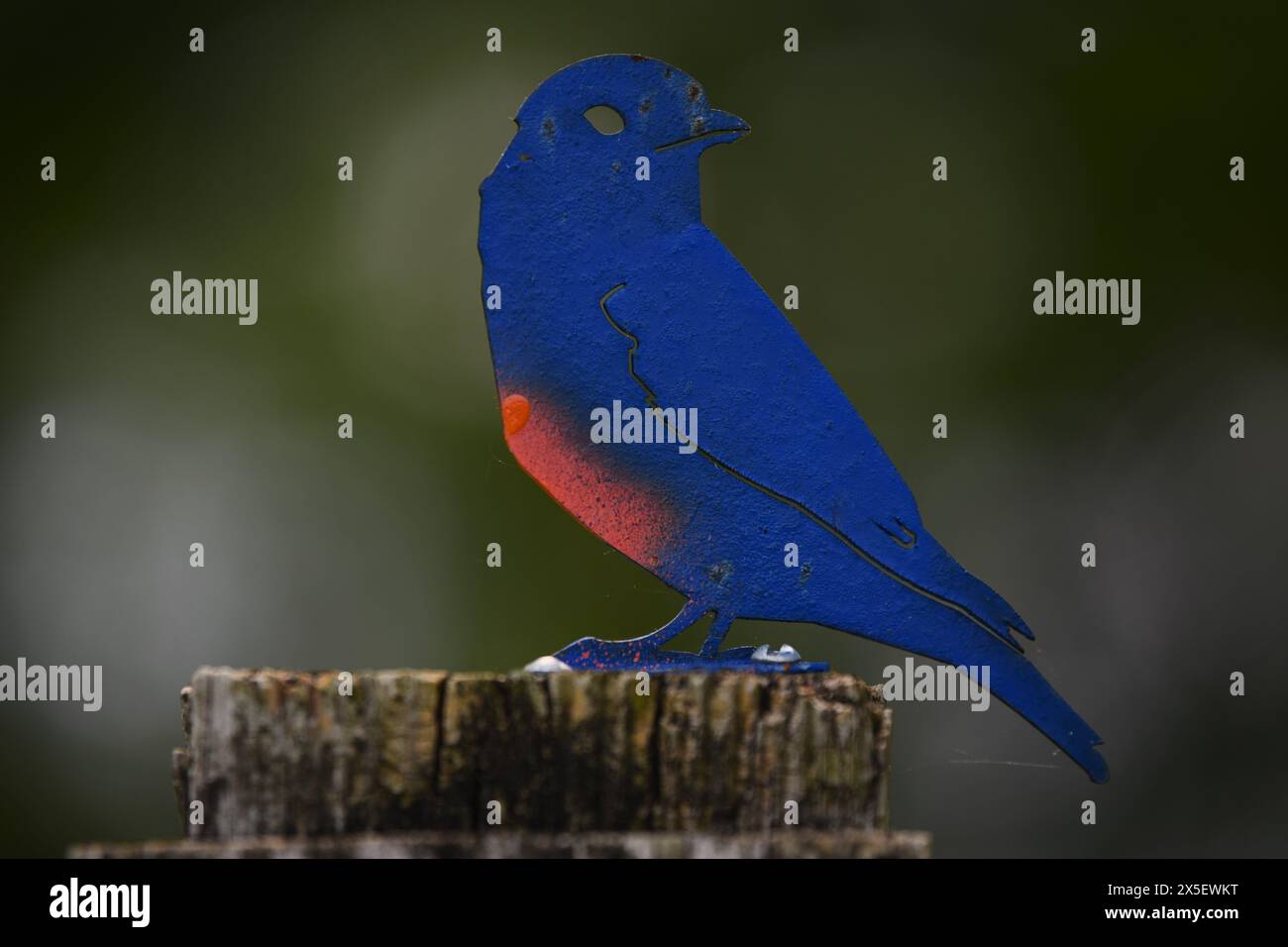 Bird watching at the Ridgeland Wildflower Field Stock Photo - Alamy