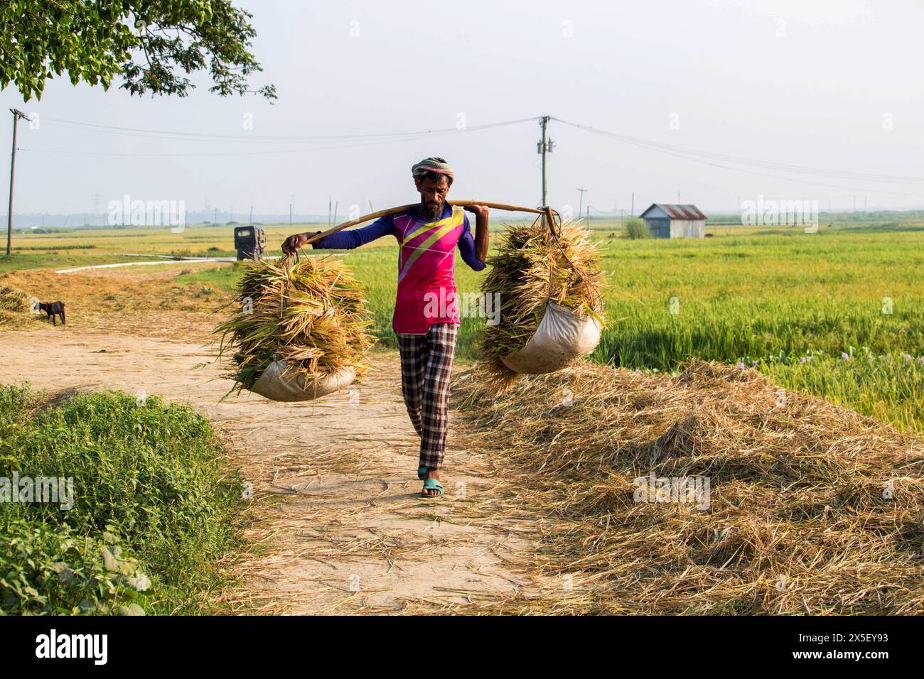 ‎April ‎21, ‎2024-Farmer is going home after cutting ripe paddy from ...
