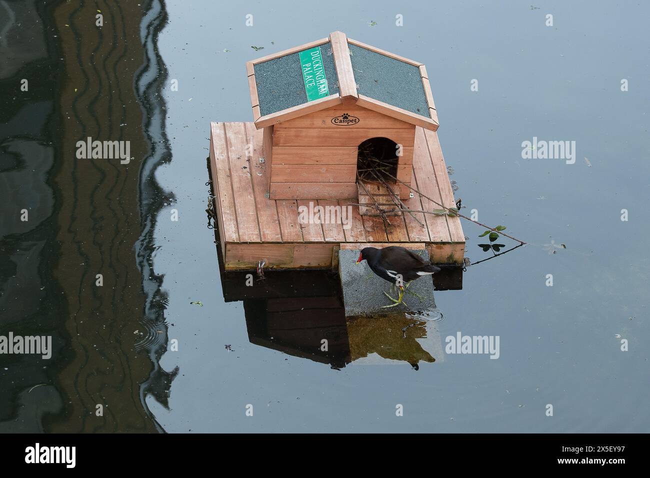 Duckingham palace hi-res stock photography and images - Alamy