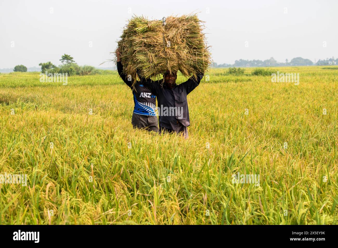 ‎April ‎21, ‎2024-Farmer is going home after cutting ripe paddy from ...