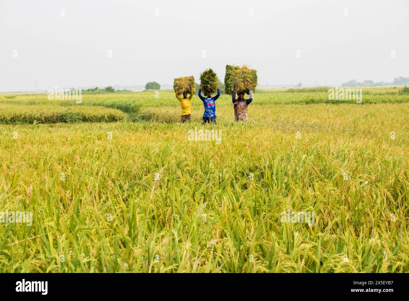Cutting paddy hi-res stock photography and images - Alamy