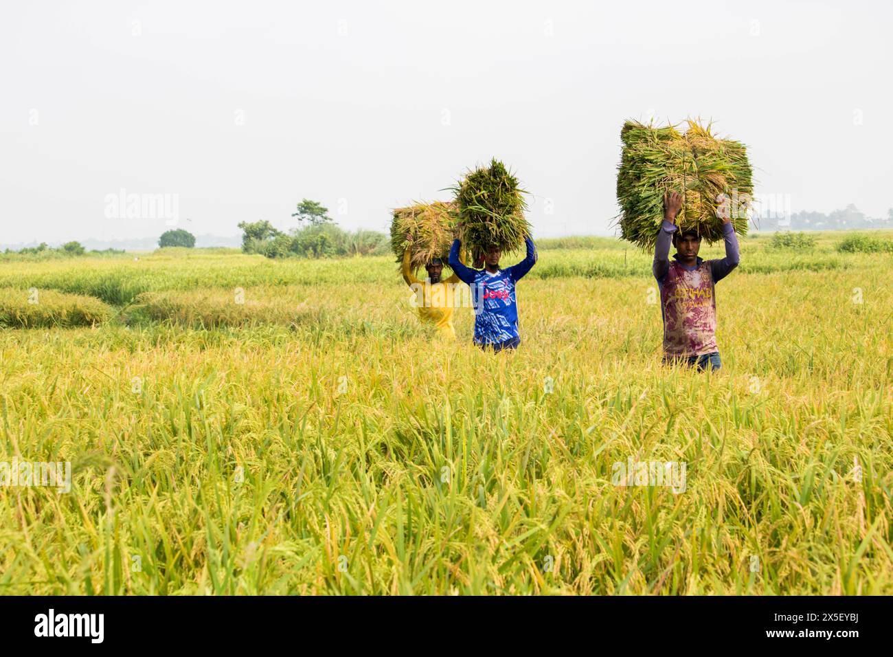 ‎April ‎21, ‎2024-Farmer is going home after cutting ripe paddy from ...