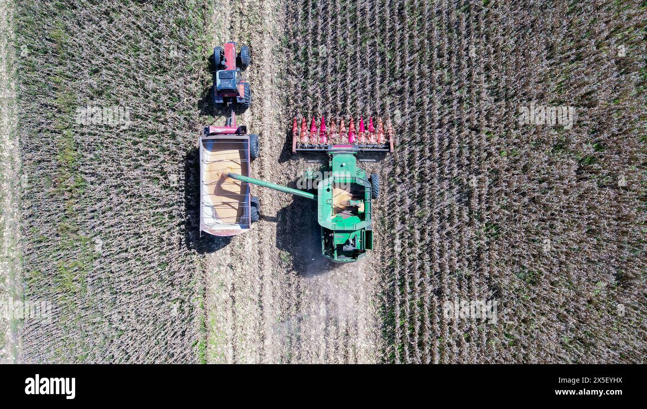 Aerial view of combine harvesters working during harvest season in a ...