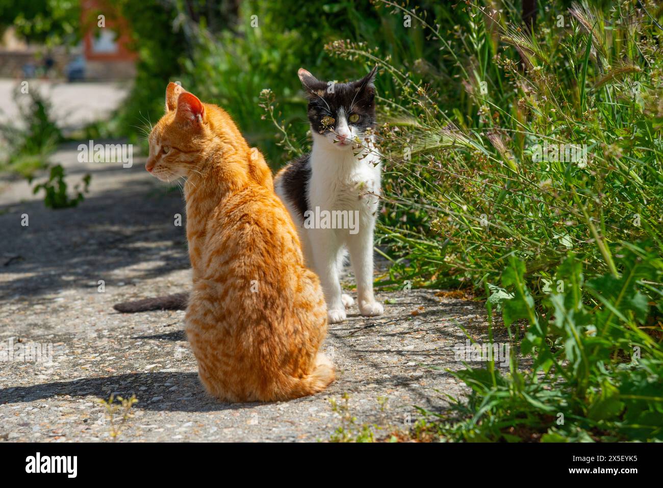Gato animales felino mascota hi-res stock photography and images - Alamy