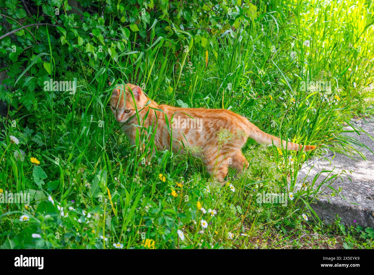 Orange tabby cat in nature Stock Photo - Alamy