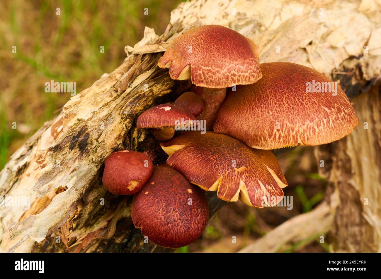 Fungi growing on a fallen log, Gymnopilus purpuratus, an agaric fungus ...