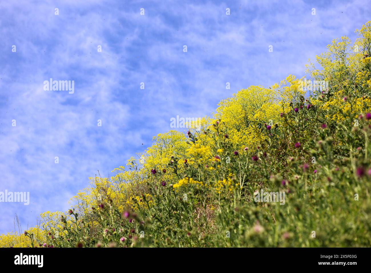 The species-rich flora at the Kaiserstuhl in Germany Stock Photo - Alamy