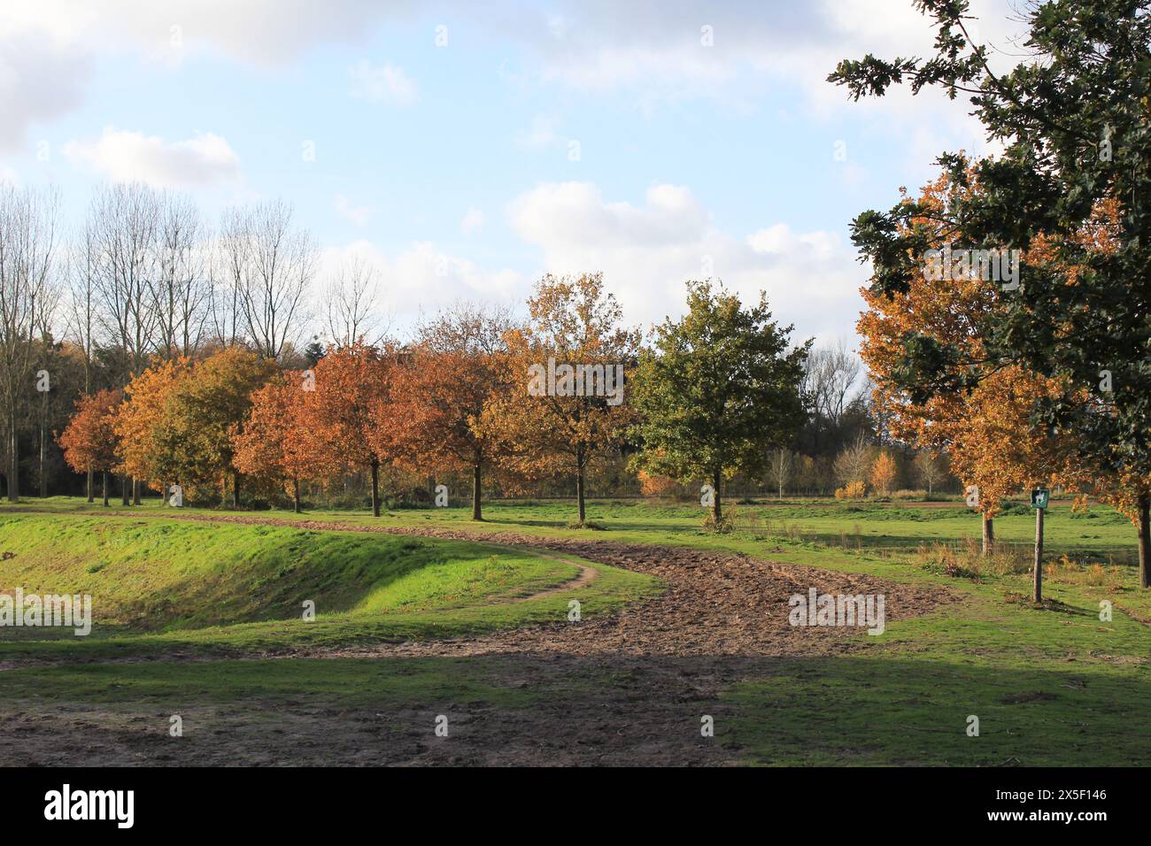 a forest with a bridle way and a row of colorful trees in a forest in autumn Stock Photo - Alamy