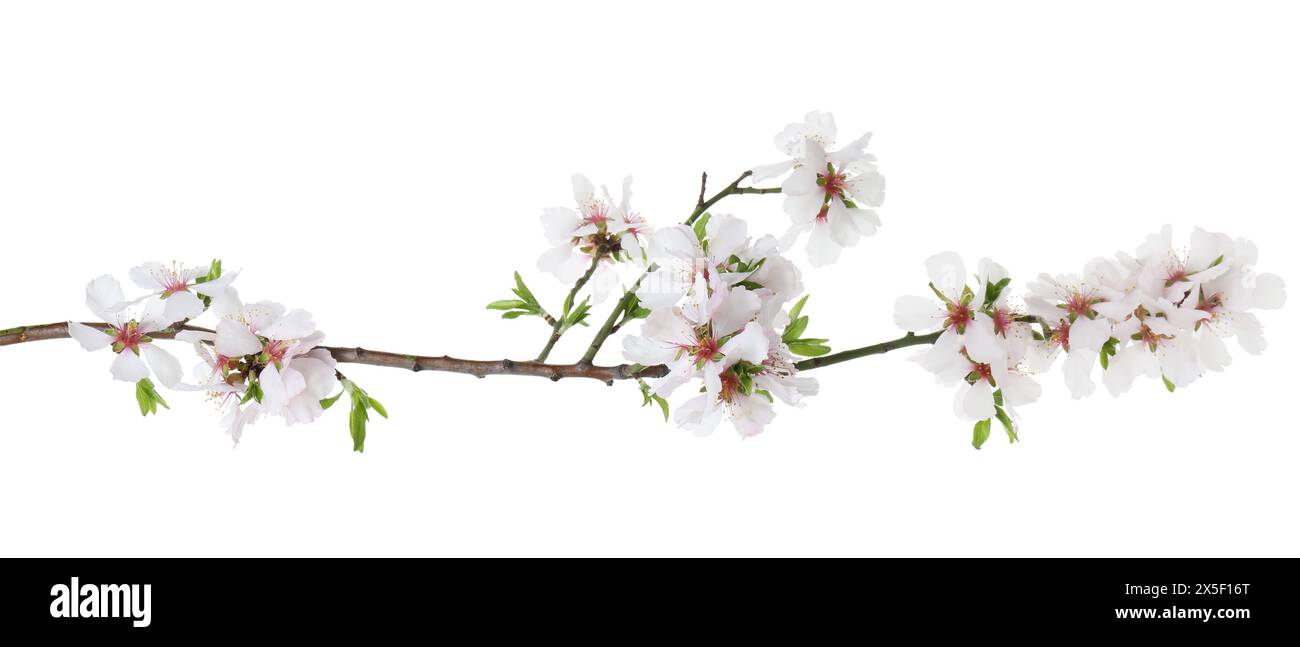 Beautiful blossoming tree branch with flowers isolated on white. Spring ...