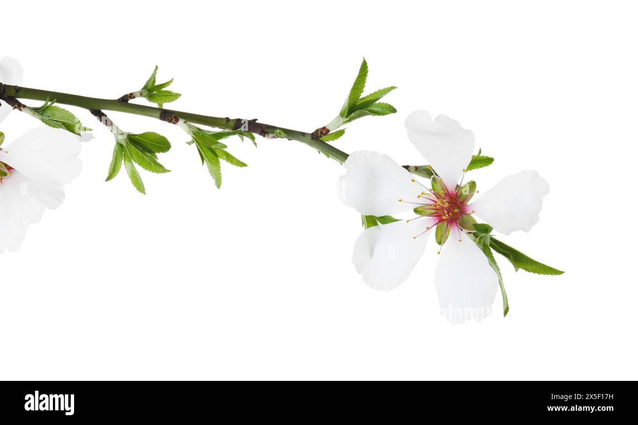 Tree branch with beautiful blossoms isolated on white. Spring season ...