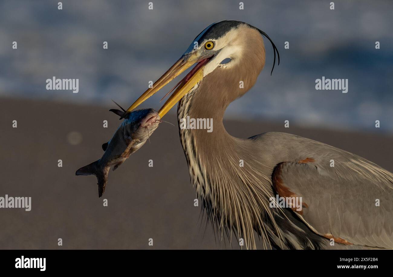 Great blue heron hunting/fishing for snakes and fish in Florida Stock ...