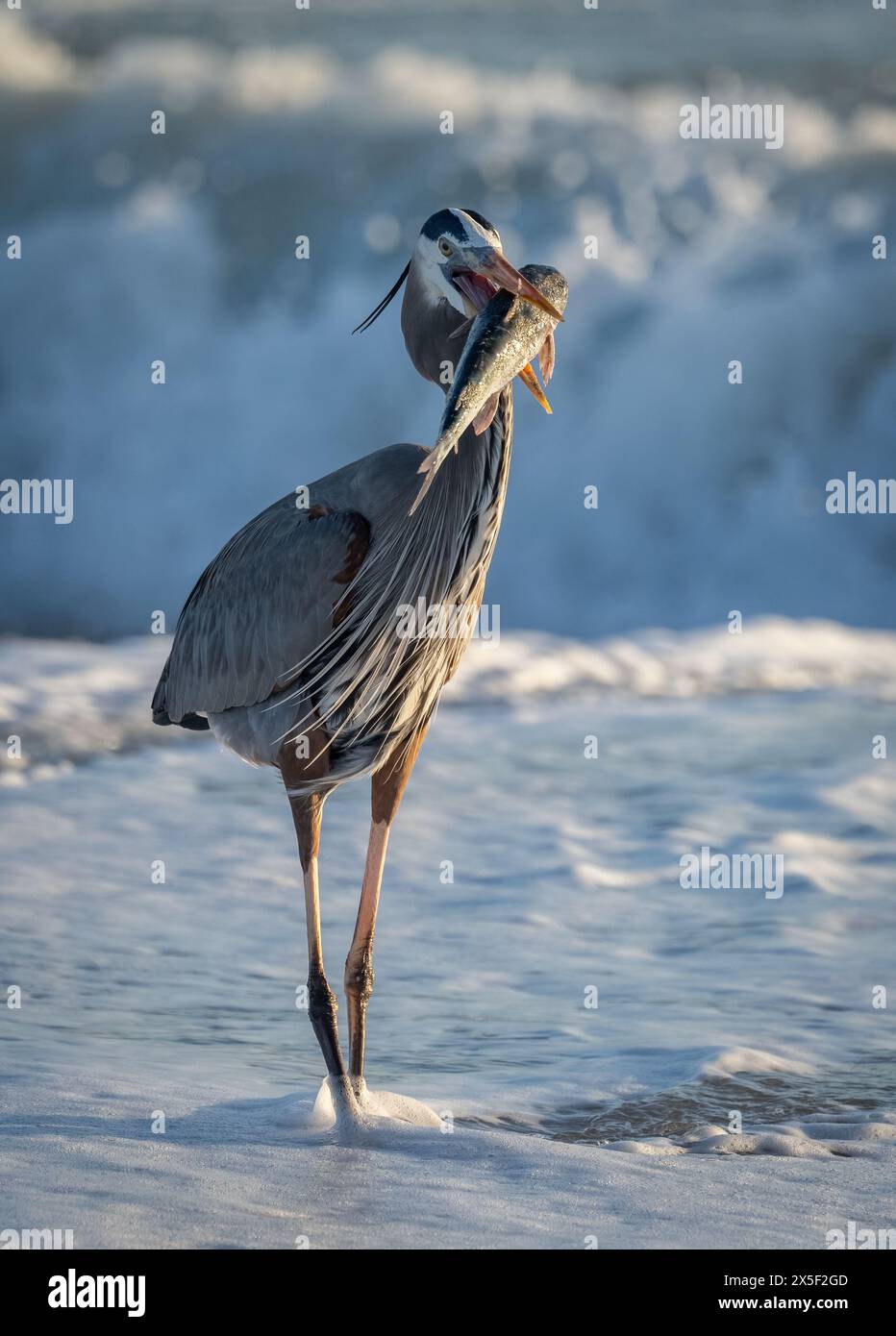 Great blue heron hunting/fishing for snakes and fish in Florida Stock ...