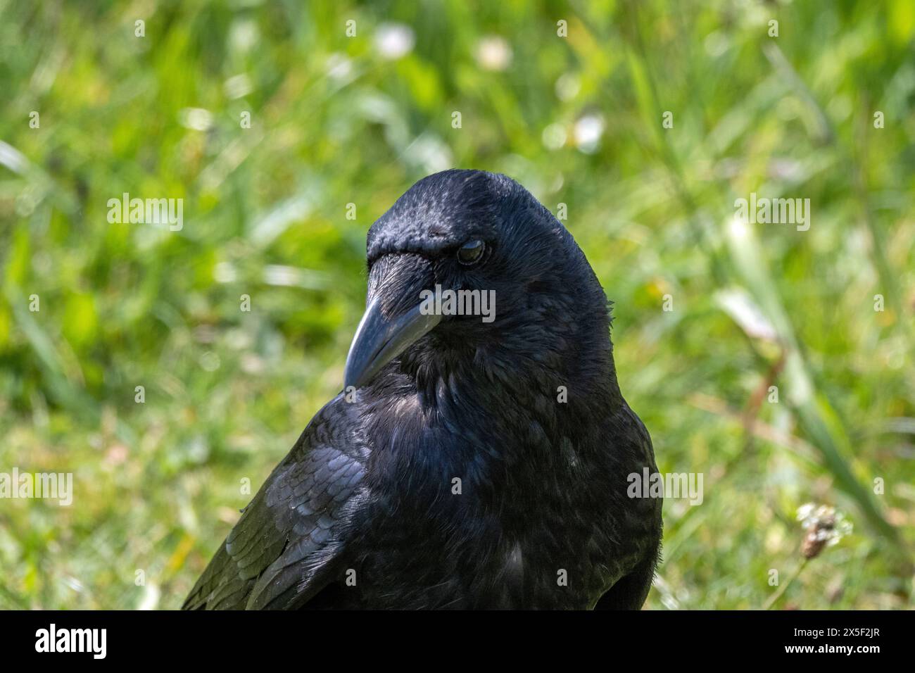 Crow eyes hi-res stock photography and images - Alamy
