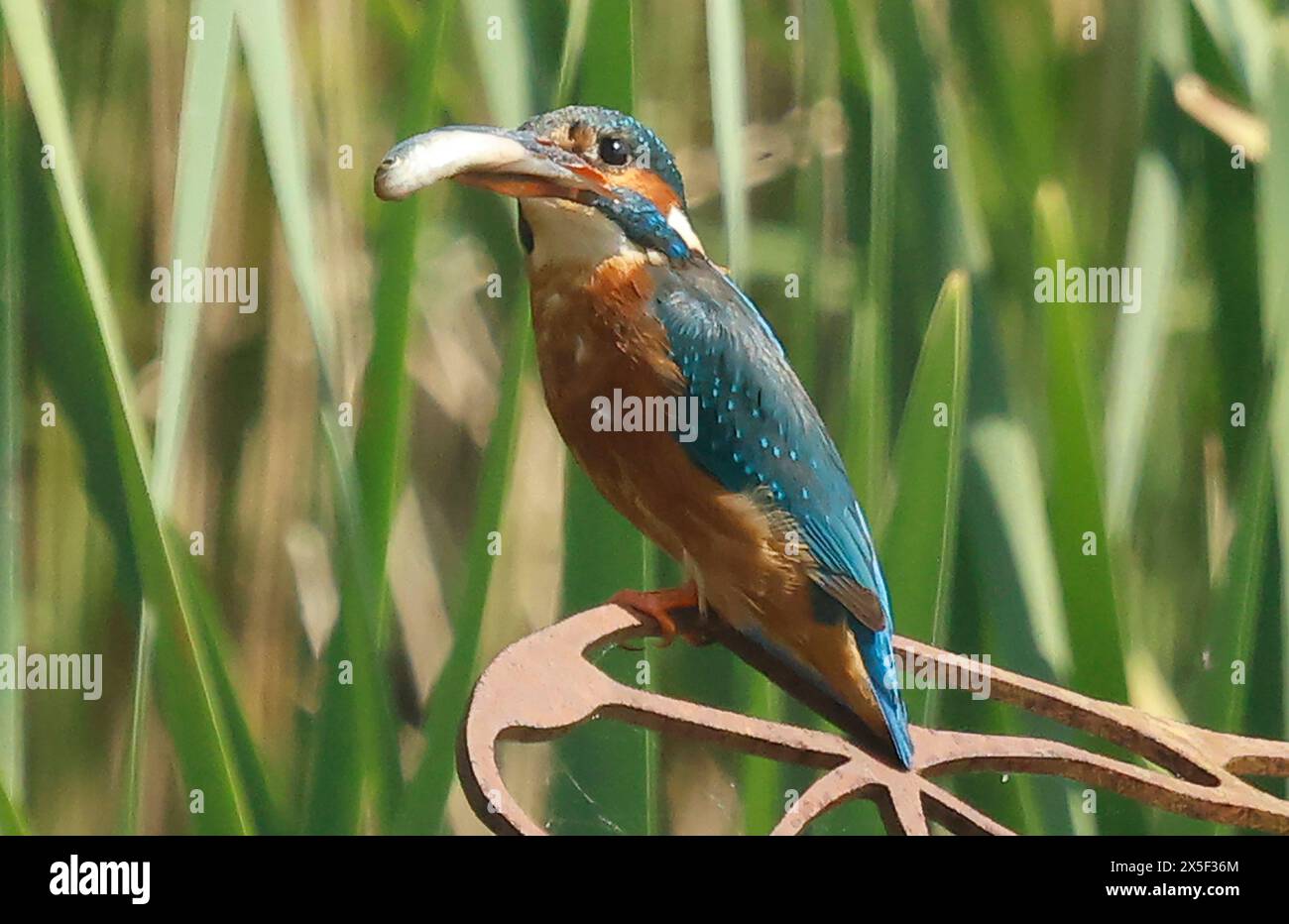 Famale Kingfisher iwith fish at RSPB Rainham Marshes Nature Reserve ...