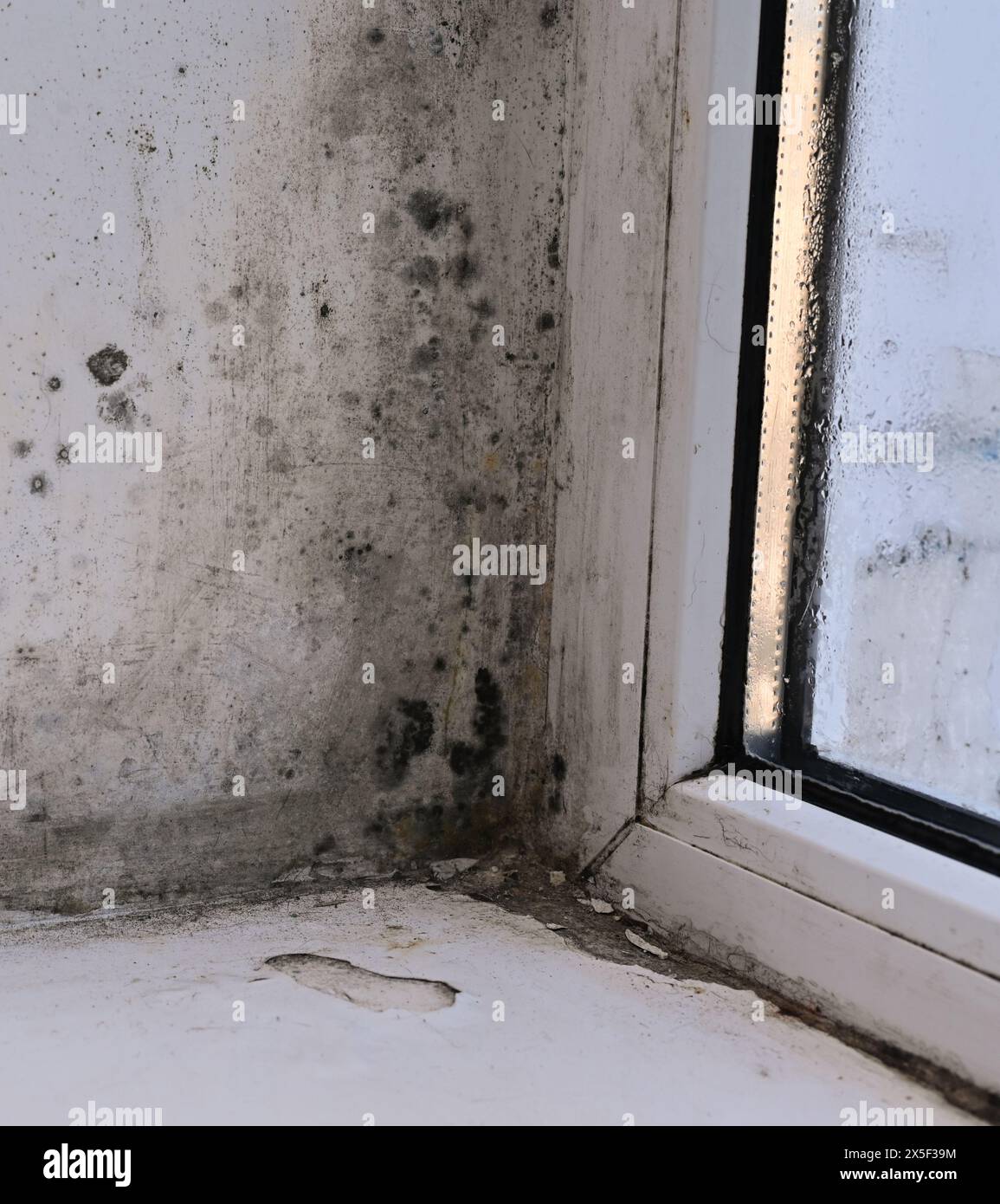 mold in the corner of a wet window Stock Photo - Alamy
