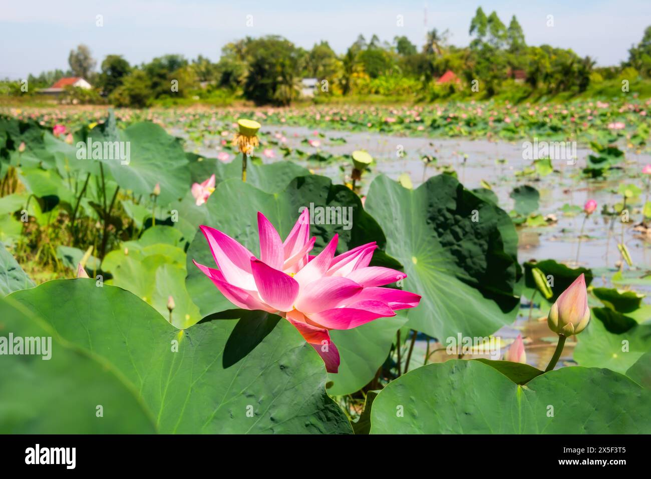 Lotus flower field in Asia Stock Photo - Alamy