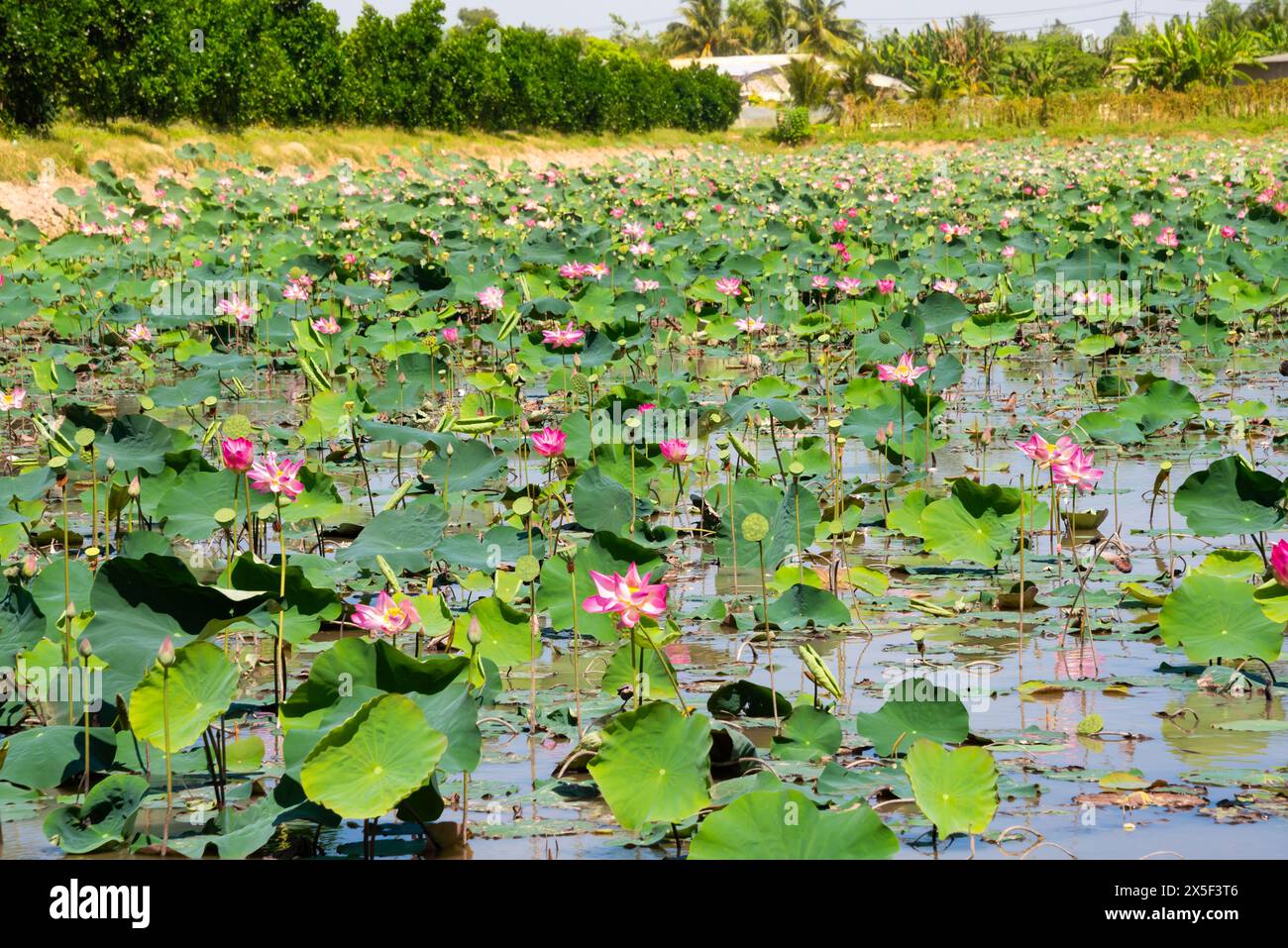 Lotus flower field in Asia Stock Photo - Alamy